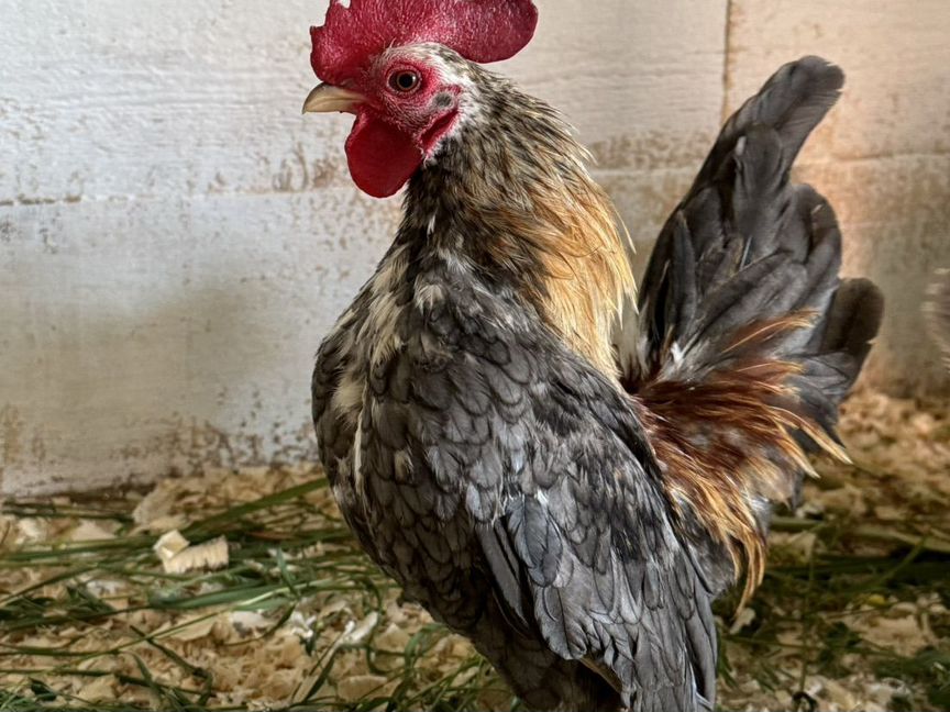 Петушок "малазийская серама"