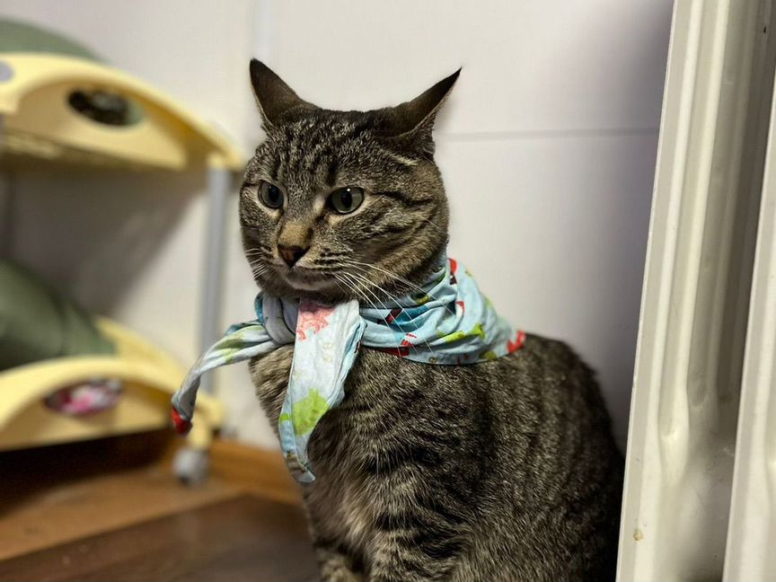 Котику из приюта нужна семья