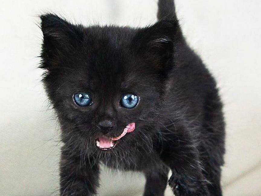 Маленький комочек счастья ищет дом