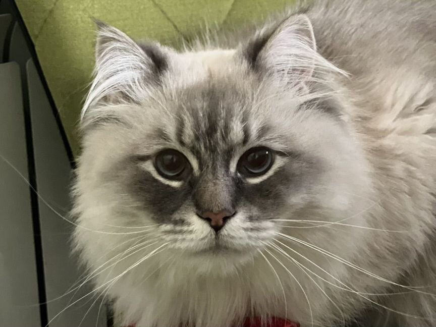 Невский маскарадный кот в добрые руки