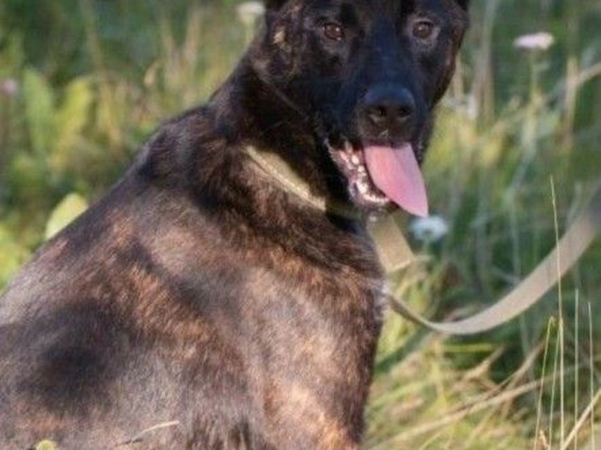 Метис Бельгийской овчарки ждет вас в Лесном приюте