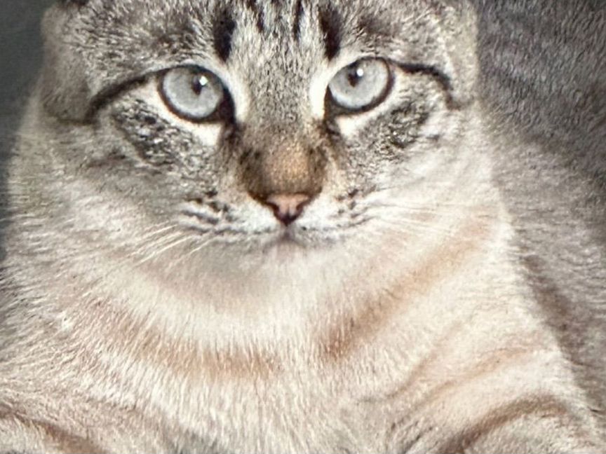 Кошка