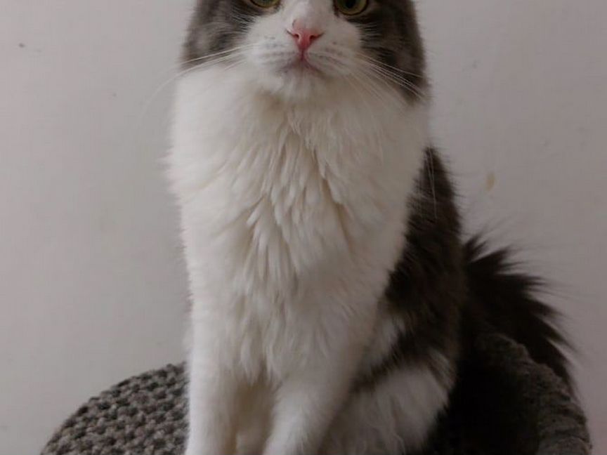 Котик ищет любимых хозяев