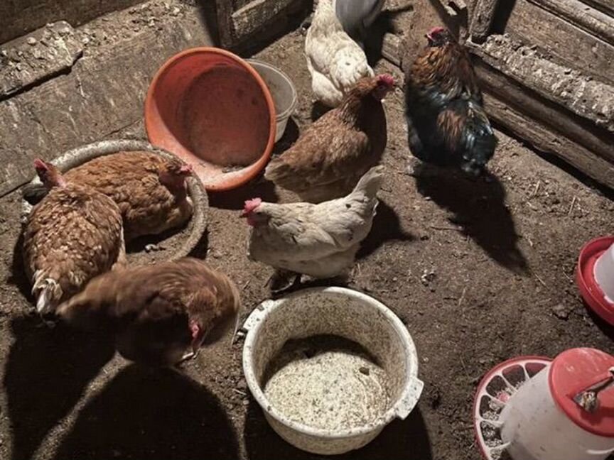 Курочки несушки