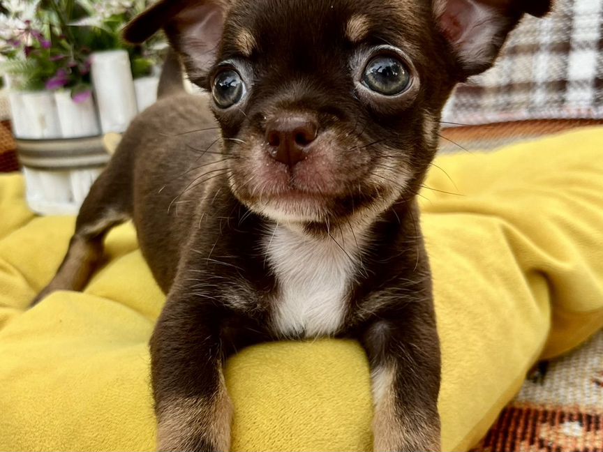 Чихуахуа мини Мальчик Шоколадно подпалый
