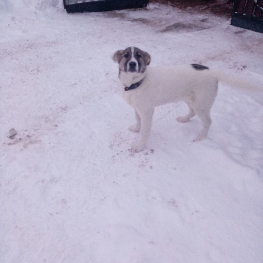 Щенок в добрые руки