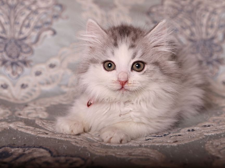 Котенок в добрые руки