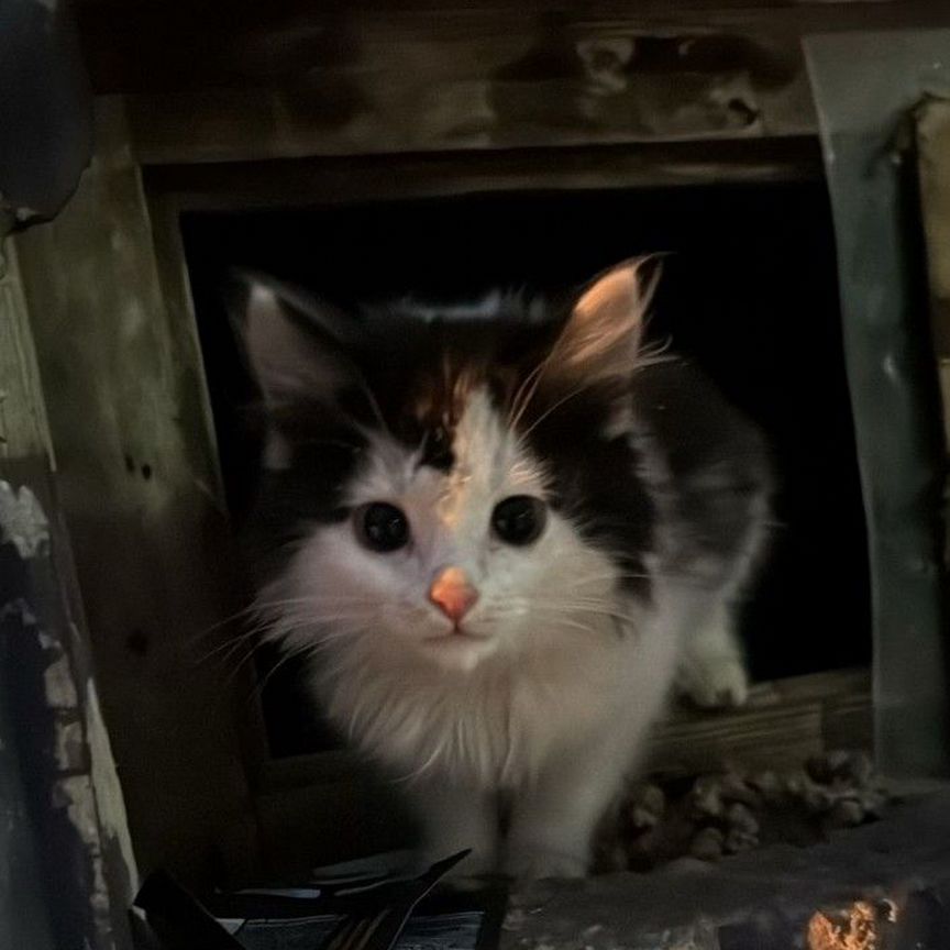 Котёнок мёрзнет на даче