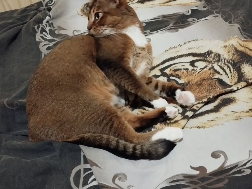 Абиссинская кошка бесплатно