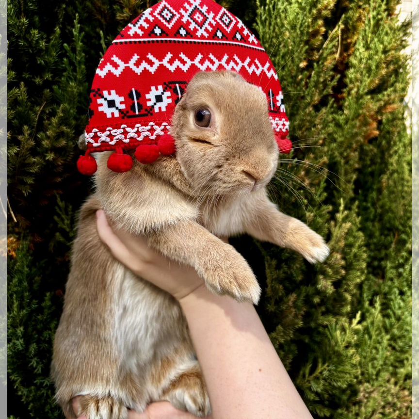 Кокошник для животных (кошки, собаки, хомяка и тд)