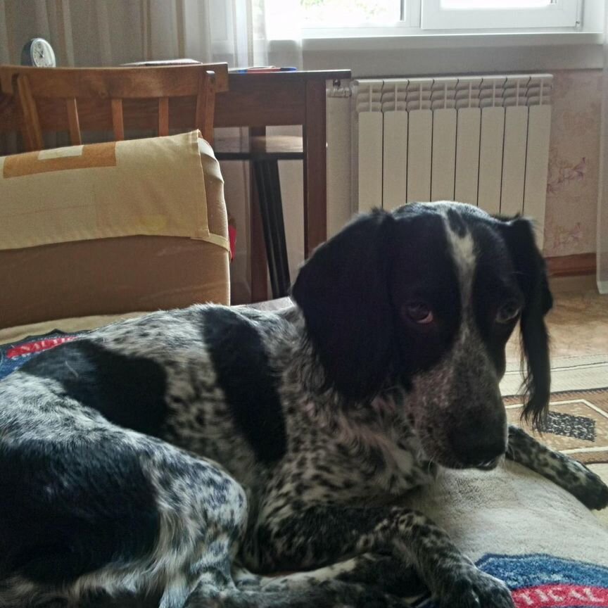 Отдам бесплатно собаку в добрые руки