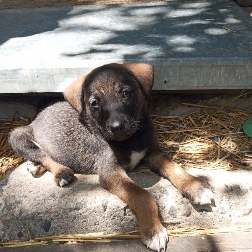 Щенок в добрые руки