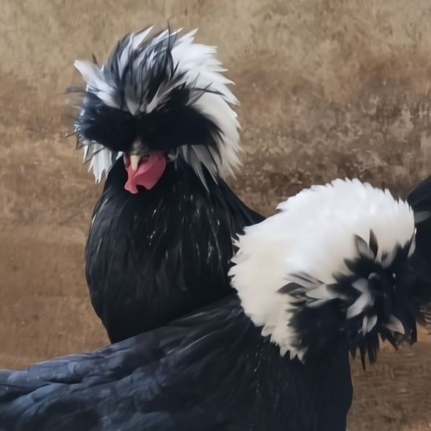 Куры: Голландская белохохлая