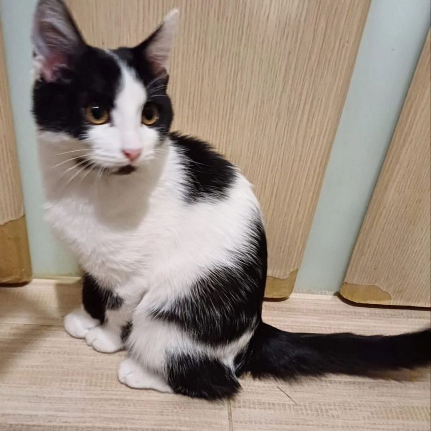 Отдам в добрые руки