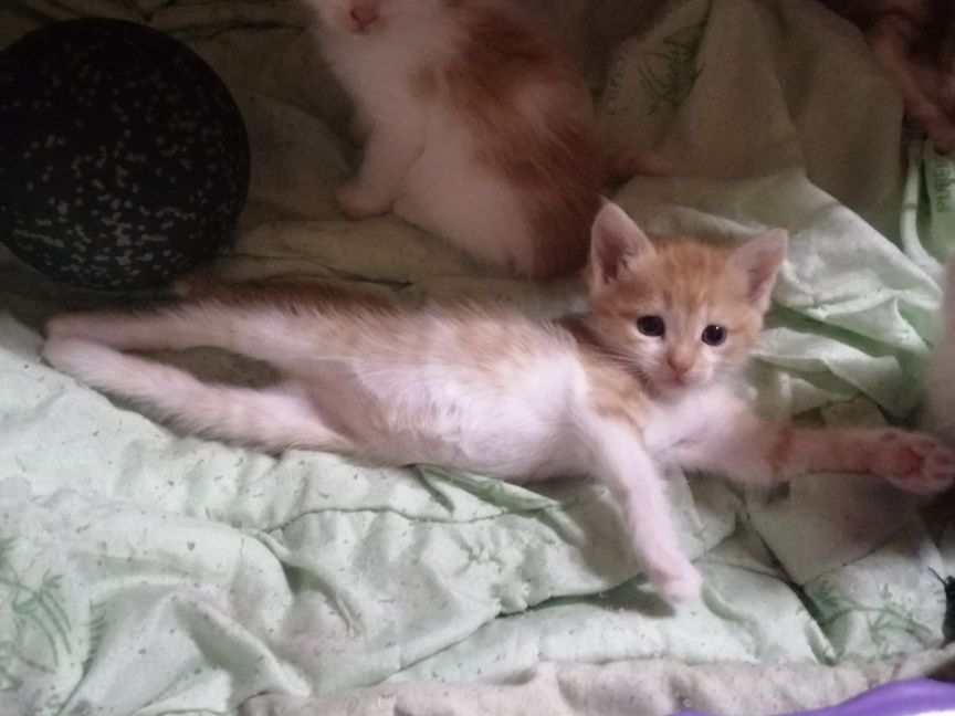 Котята в добрые руки