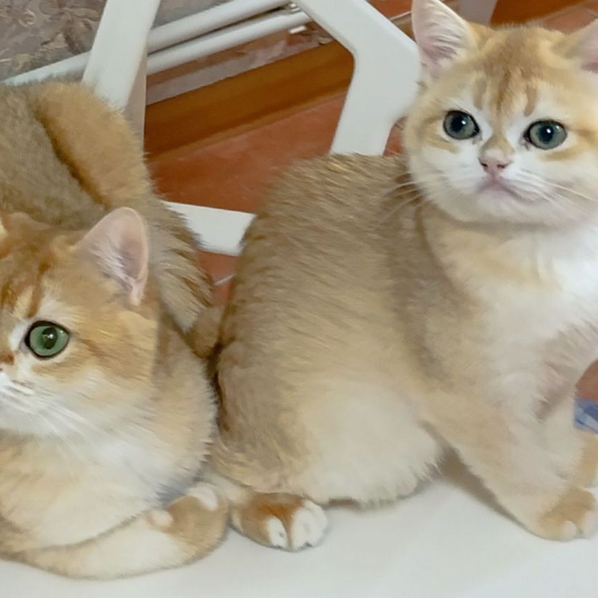 Девочка в яркой шубке