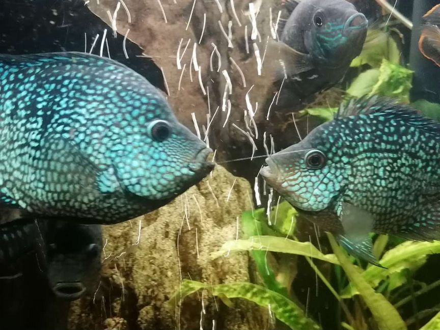 Бриллиантовая цихлазома