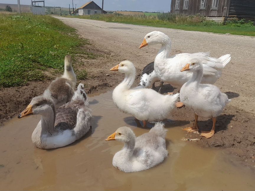 Гусыня с гусятами