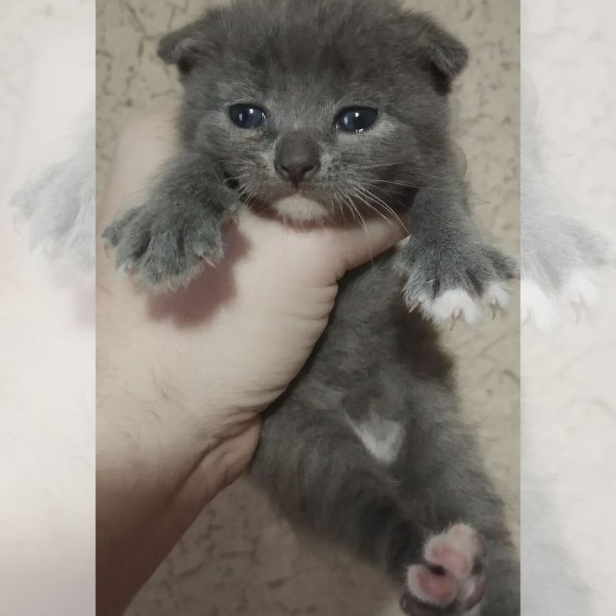Шотландские вислоухие котята