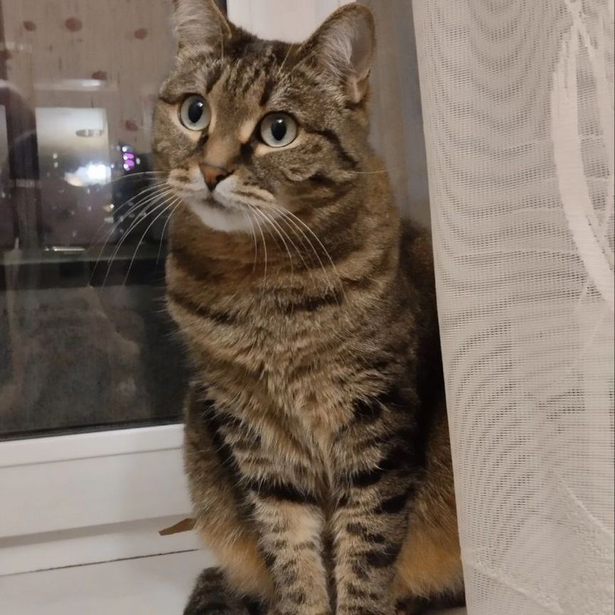 Кошки