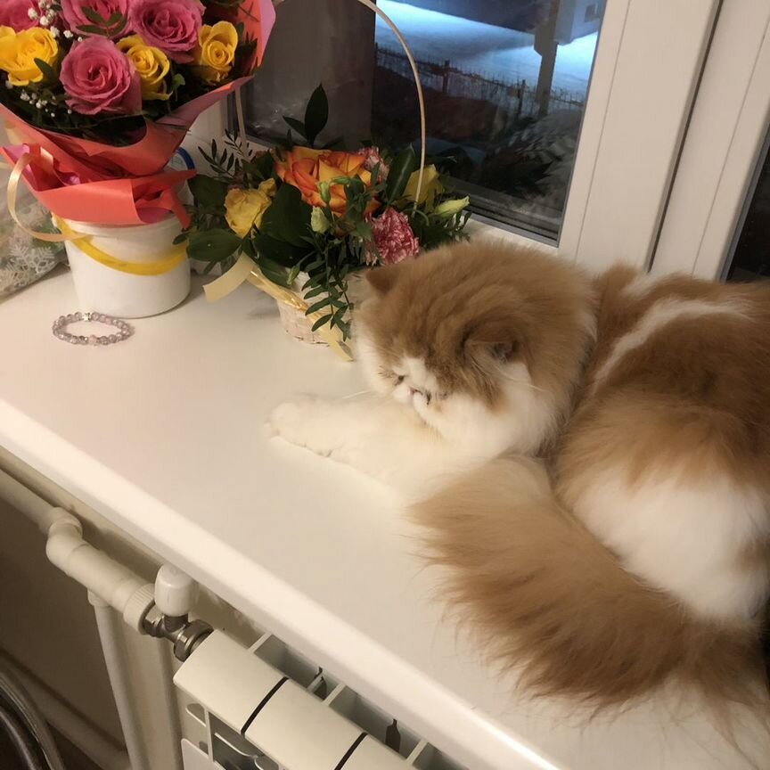 Персы экзоты