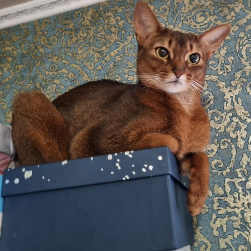 Абиссинская кошка, взрослая