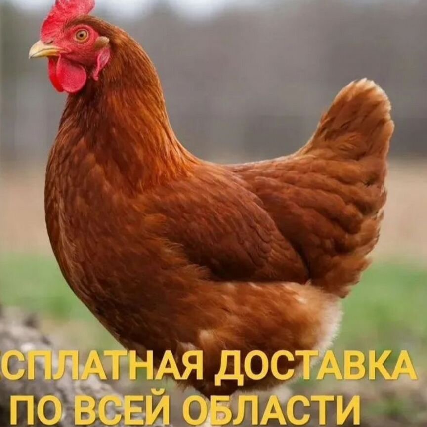 Куры-несушки доставка в Медынь