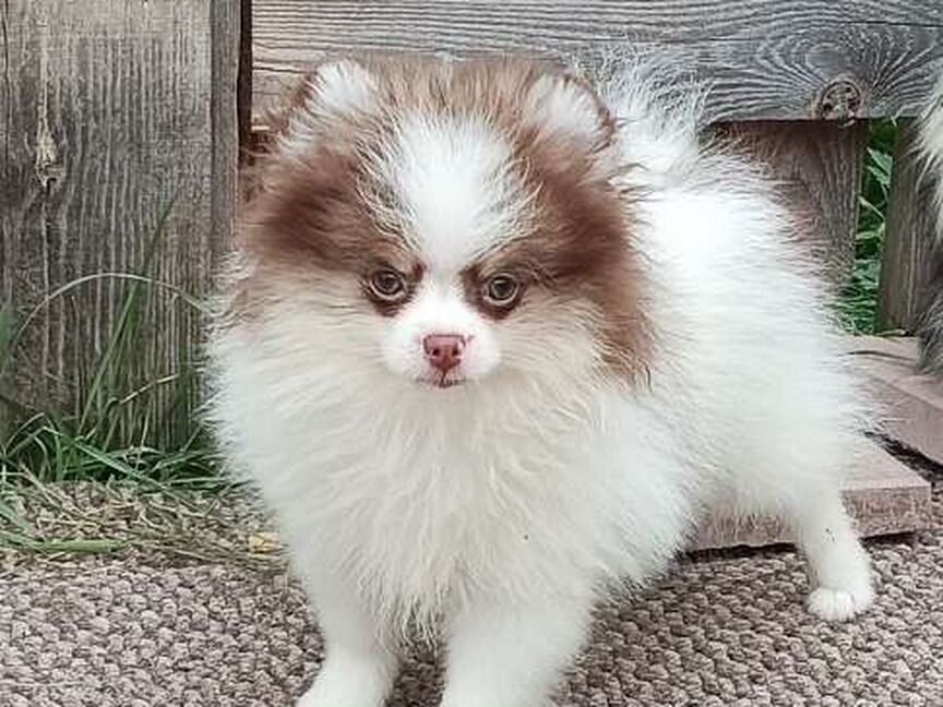 Померанский шпиц