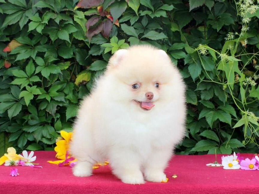 Шпицы Помераночки, три сестрички