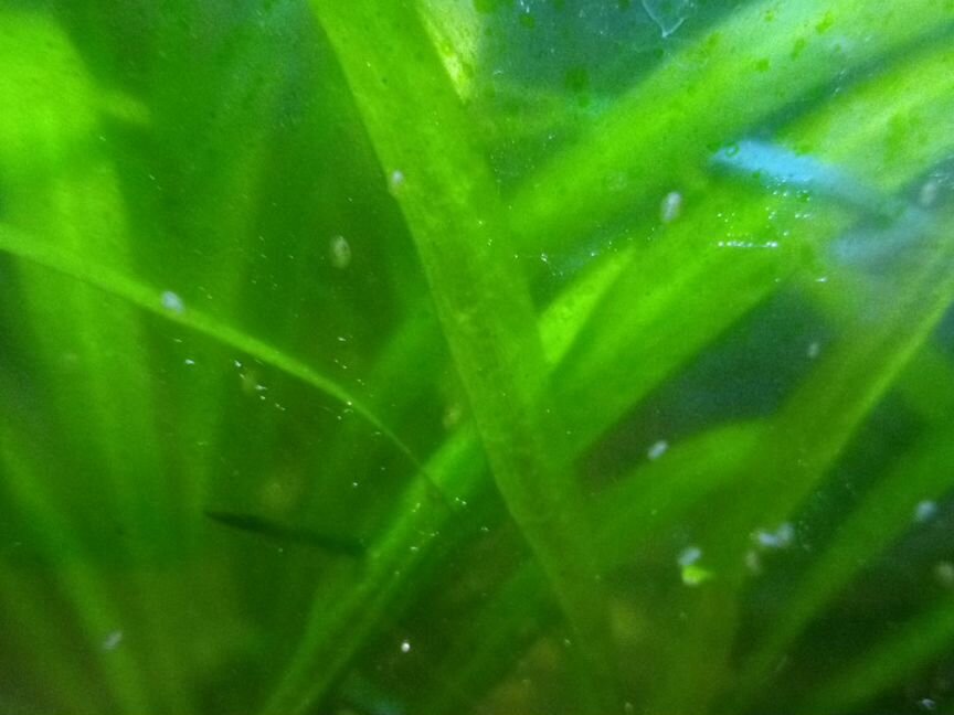 Продам аквариумные растения и креветок