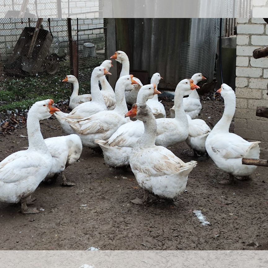 Гуси Линда,взрослые