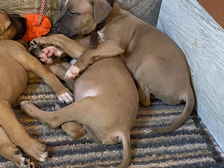 Амстафф щенки