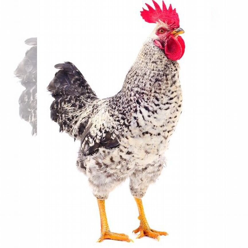 Молодые петухи