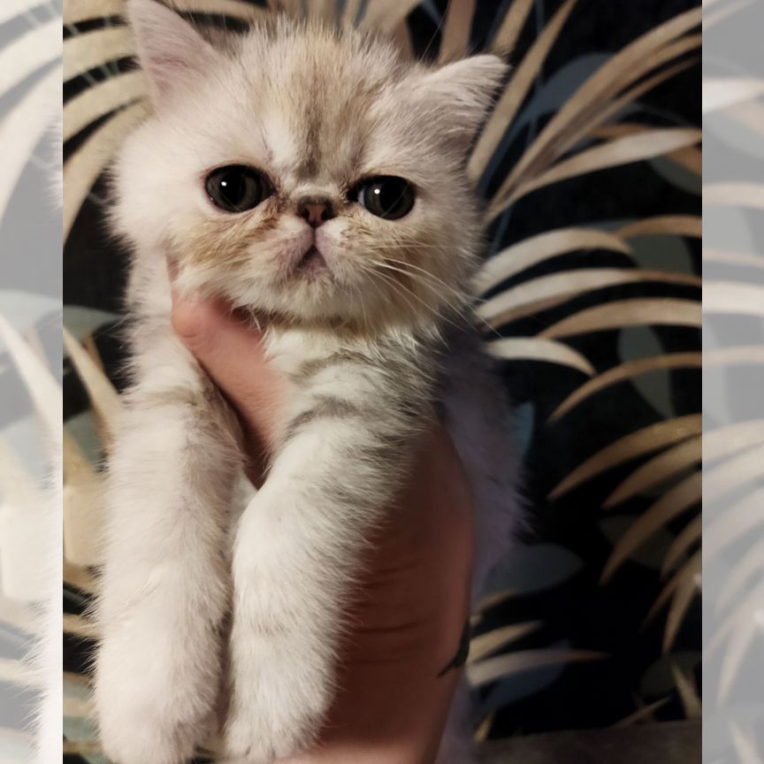 Экзотическая короткошерстная кошечка