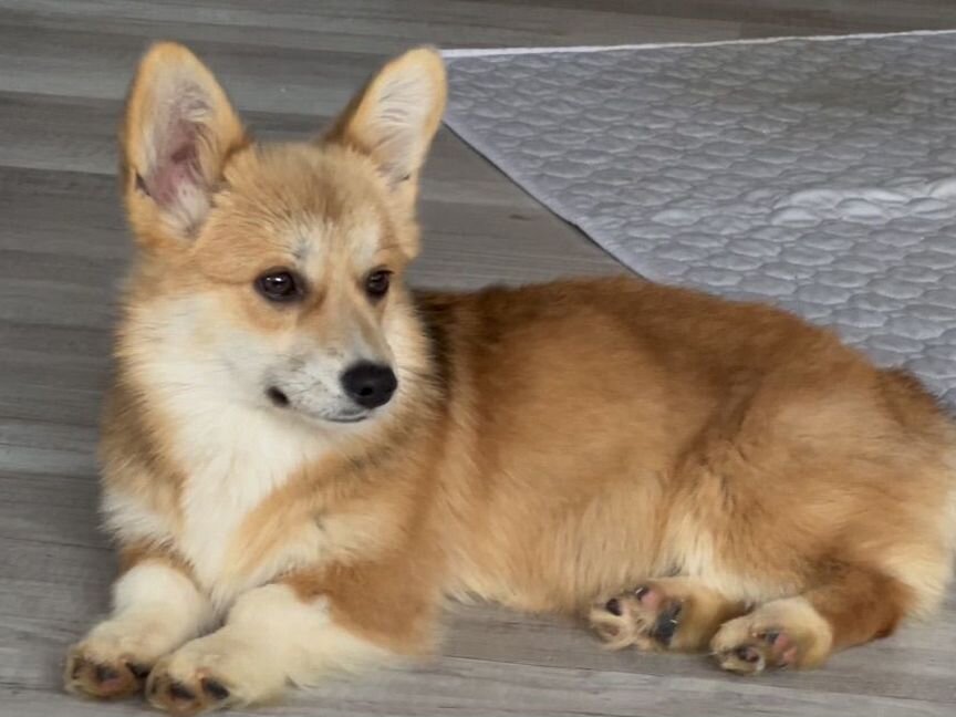 Щенок корги