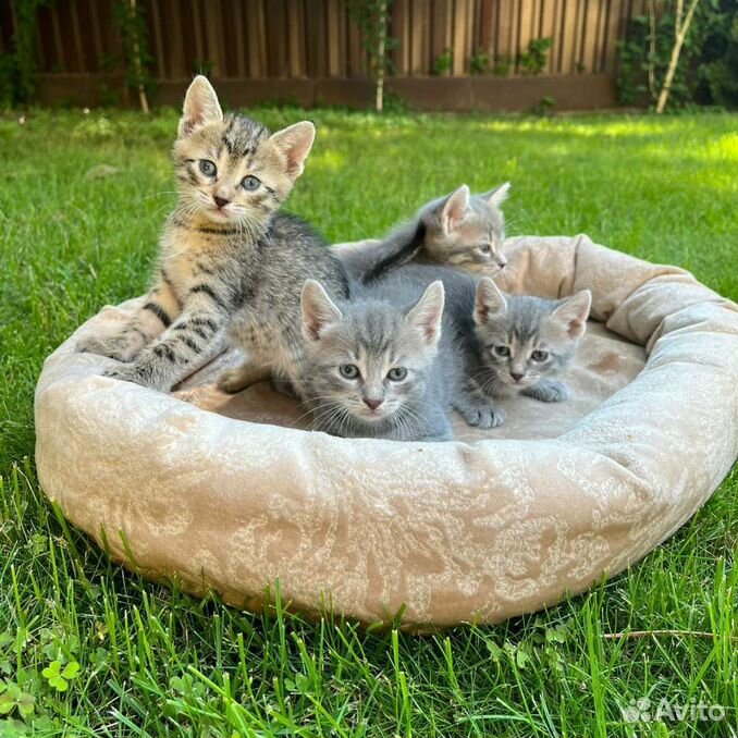 Домашние котята (мальчики) в добрые руки