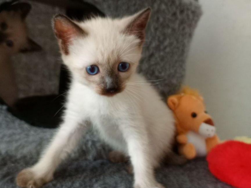 Сиамские котята