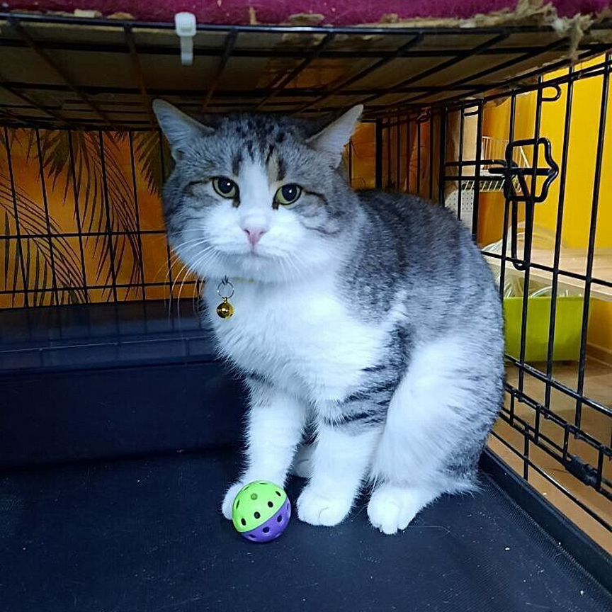 Взрослая кошка в добрые руки