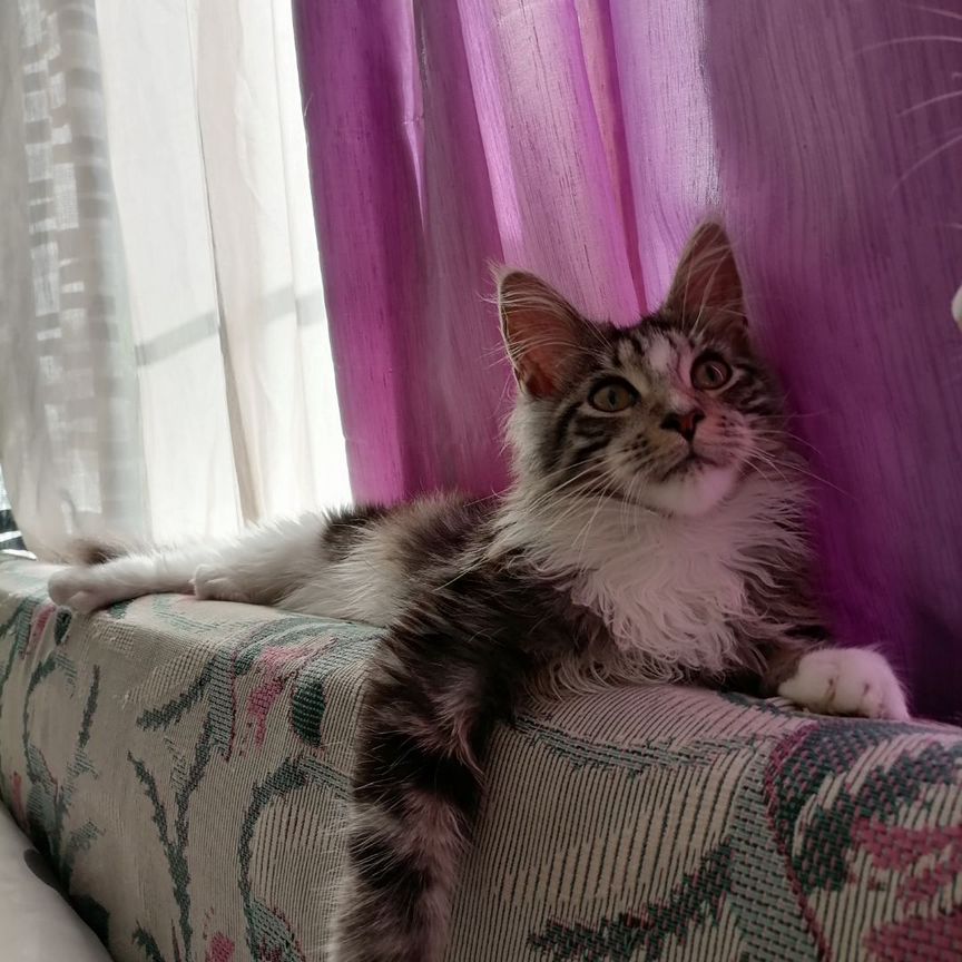 Котёнок Мейн-кун