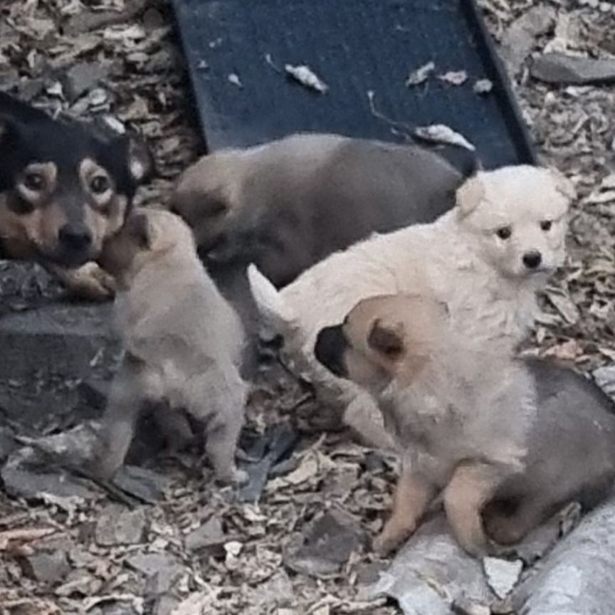 Щенок в добрые руки