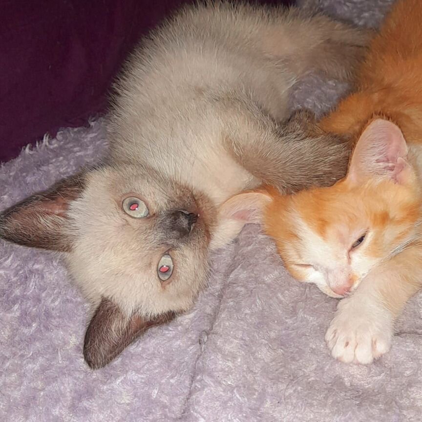 Котята в добрые руки 2 месяца
