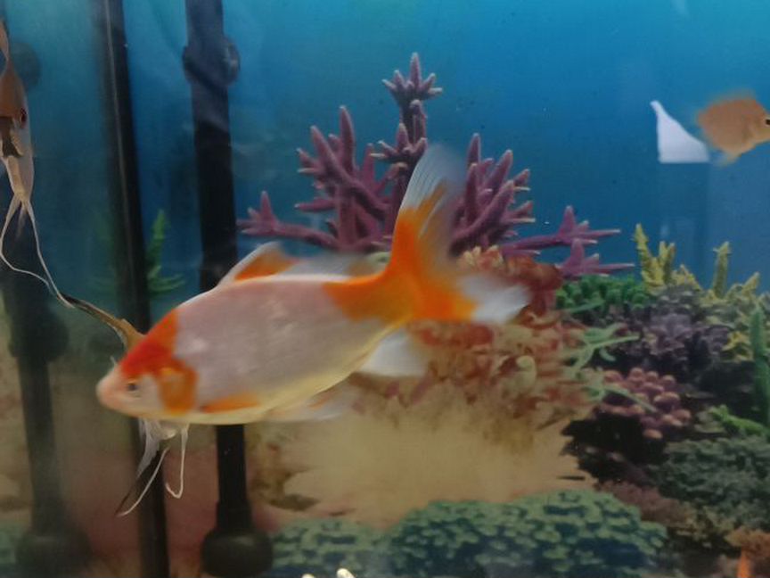 Аквариумные рыбки