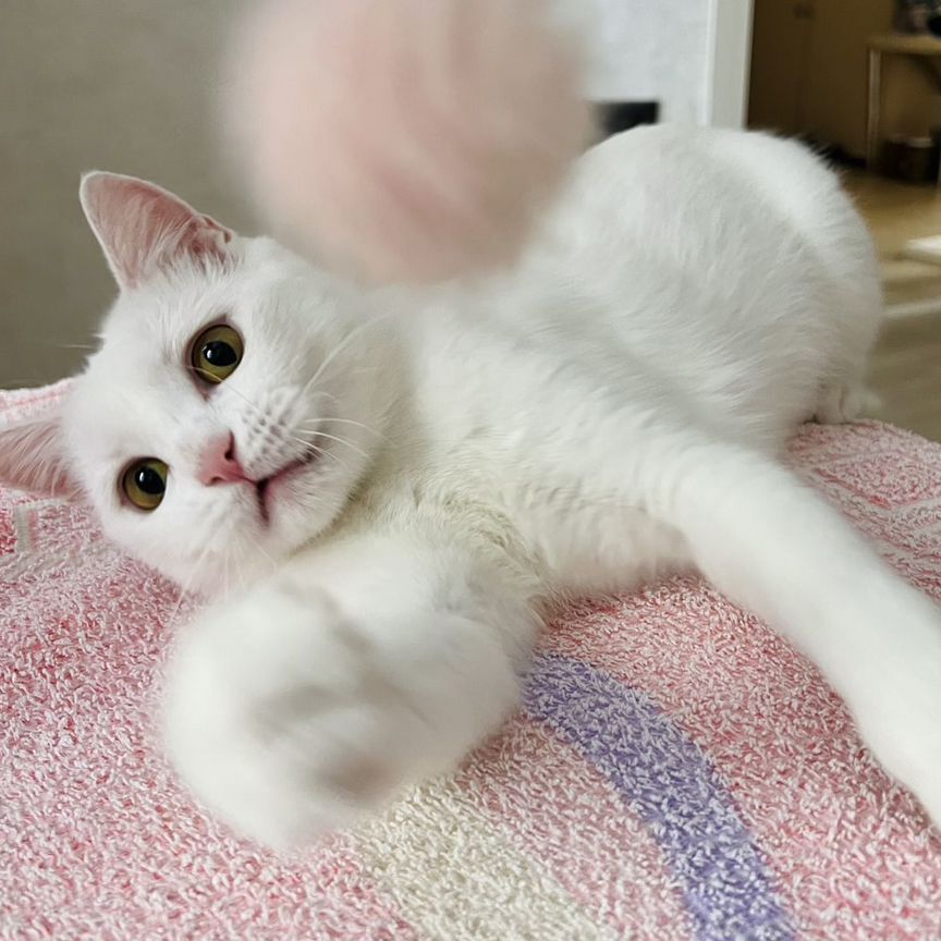 Кошечка ищет дом
