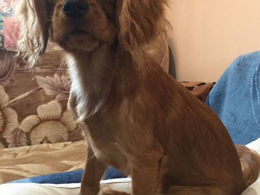 Рубин и черно подпалые