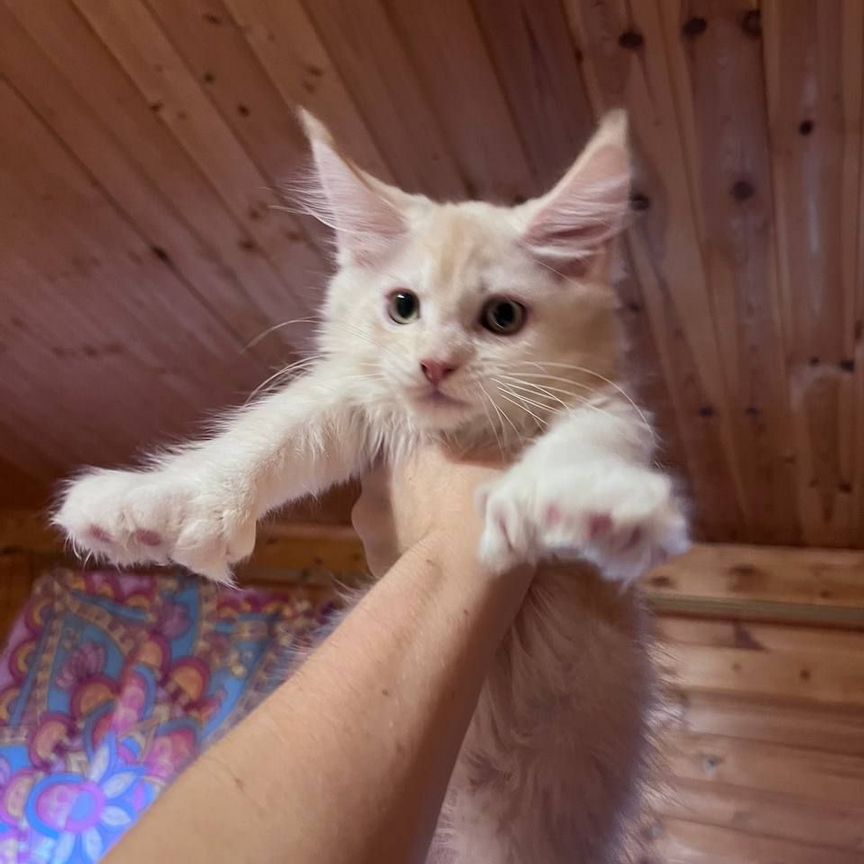 Котята мейкун полидакт