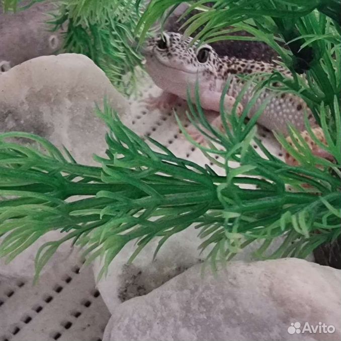 Эублефар вязка