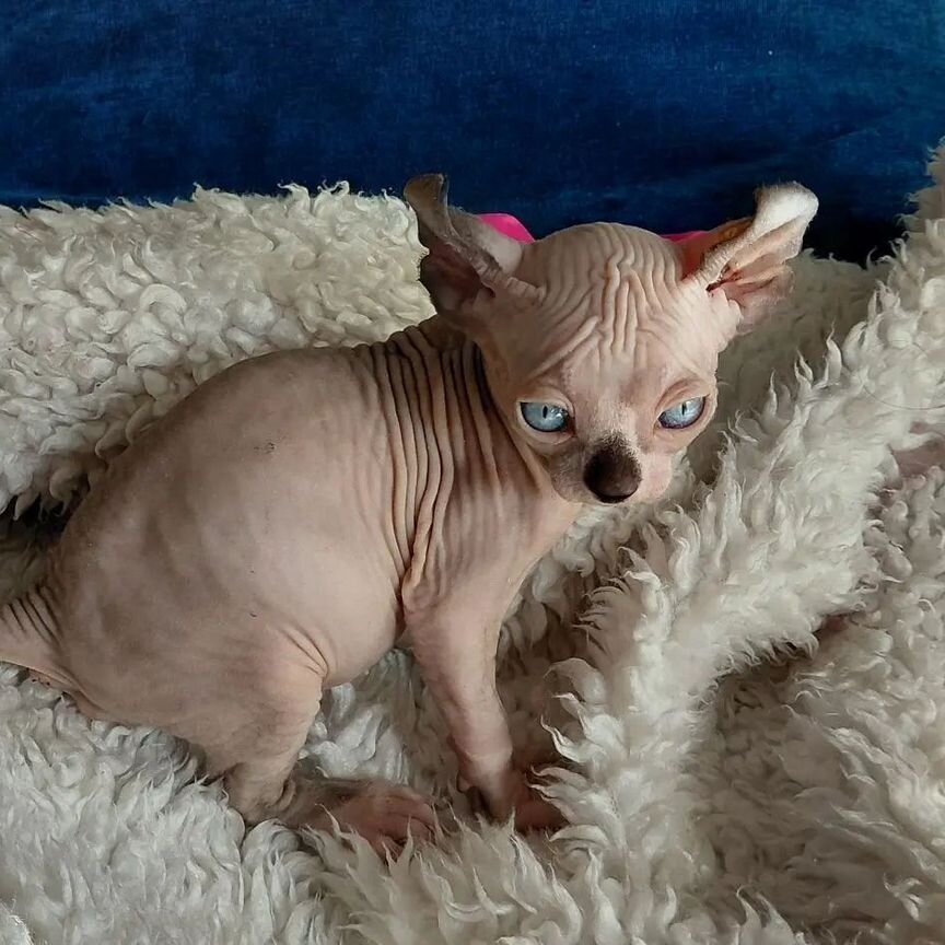 Канадский сфинкс котёнок