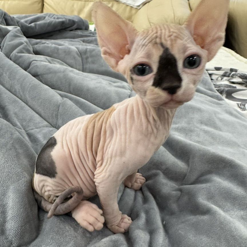 Канадский сфинкс