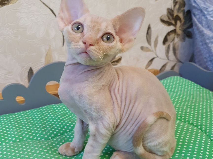 Котята девон-рекс