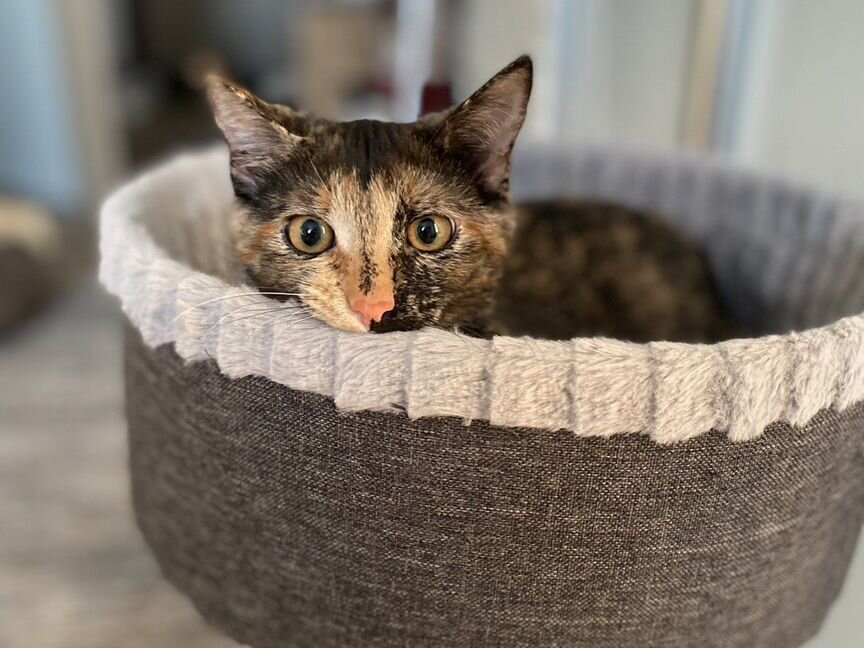 Джесси, 4 месяца. Ищем дом